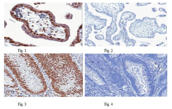 Anti-Replication Protein A Antibody, clone RPA34-19 | MABE286
